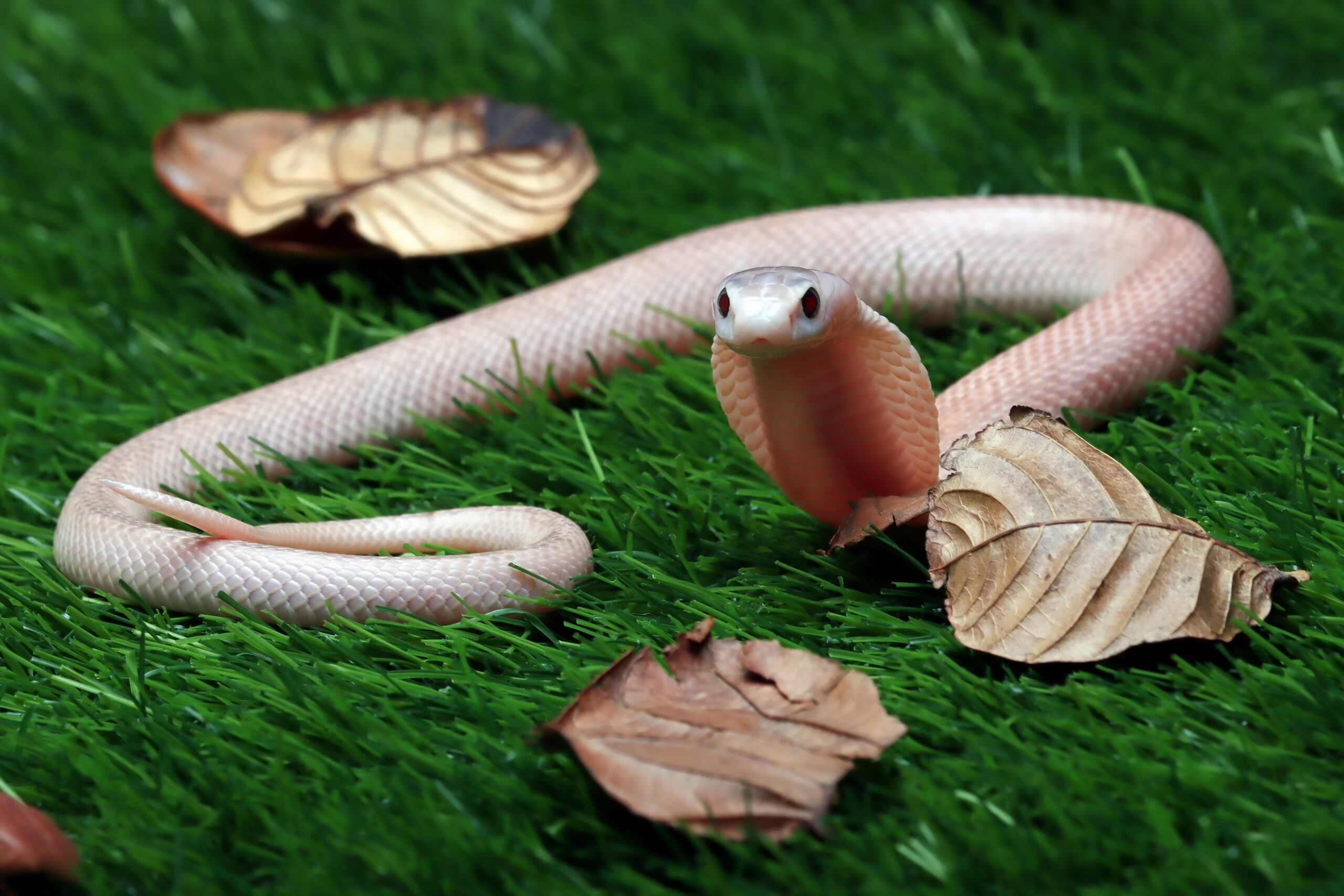 Snake Deterrence Bahrain Safe & Effective Solutions